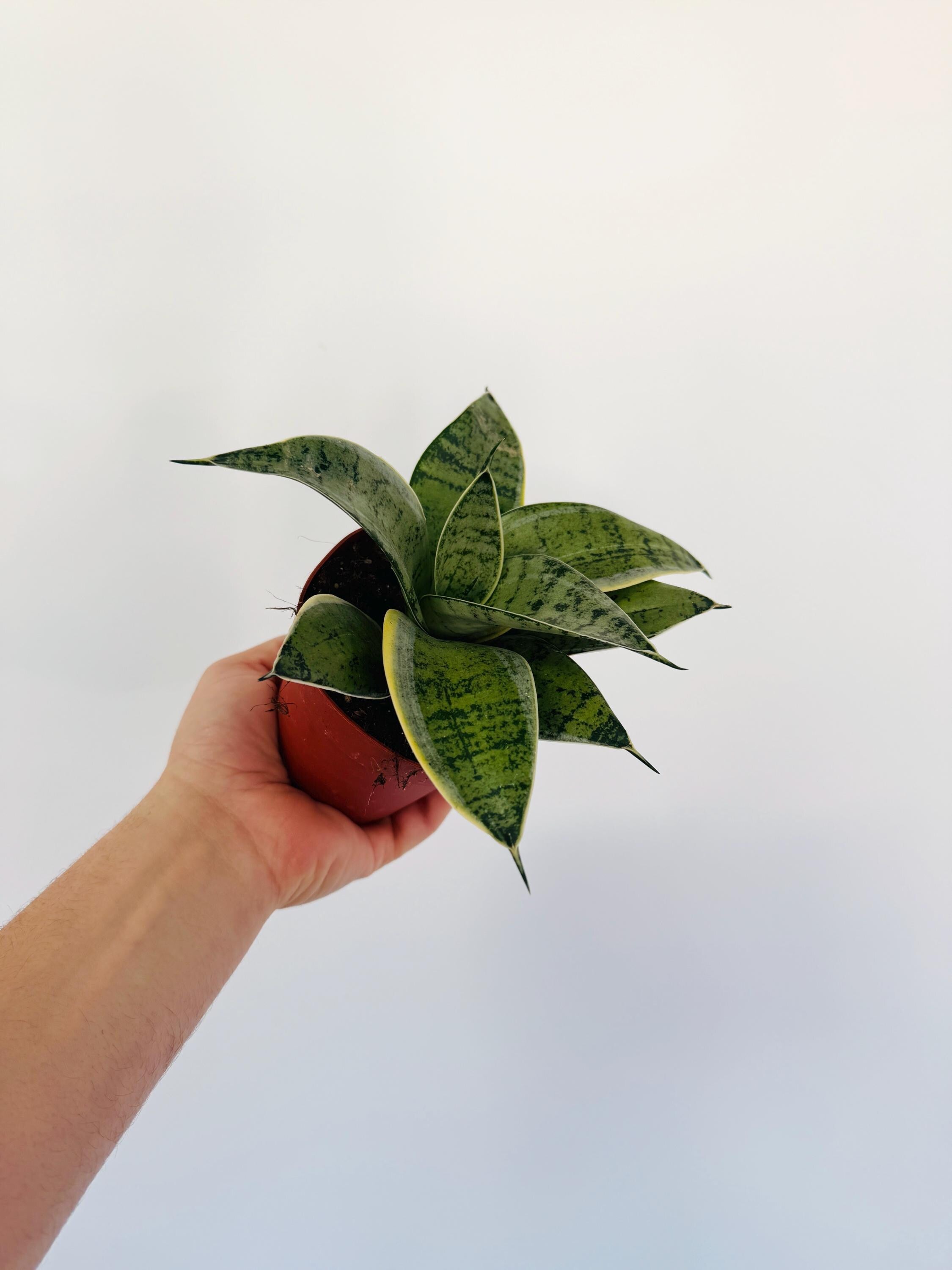 Sansevieria Silver Frost - 4" Pot – Brumley & Bloom