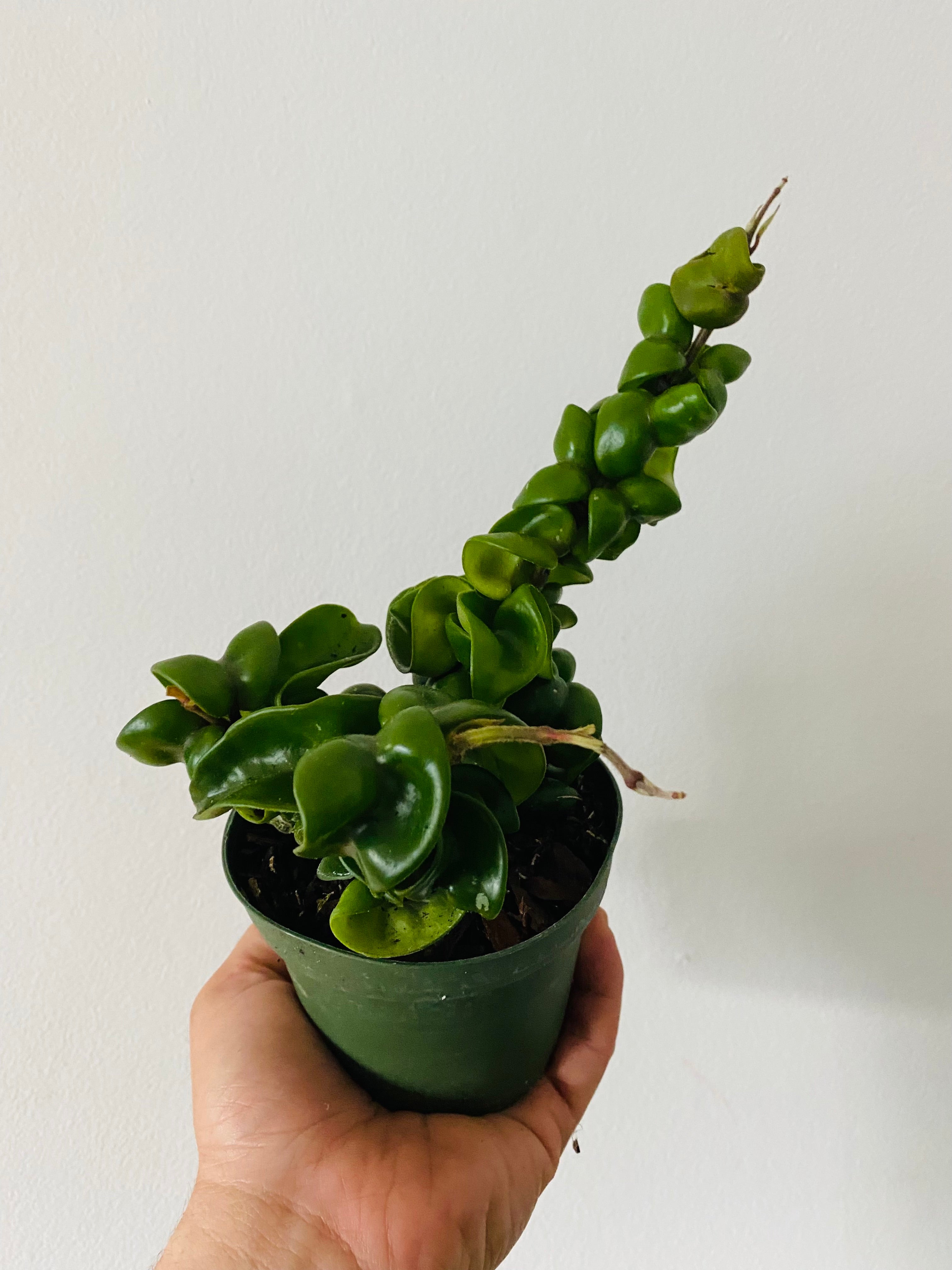 Hoya Carnosa 'Compacta' - Full & Trailing - 4" Pot – Brumley & Bloom