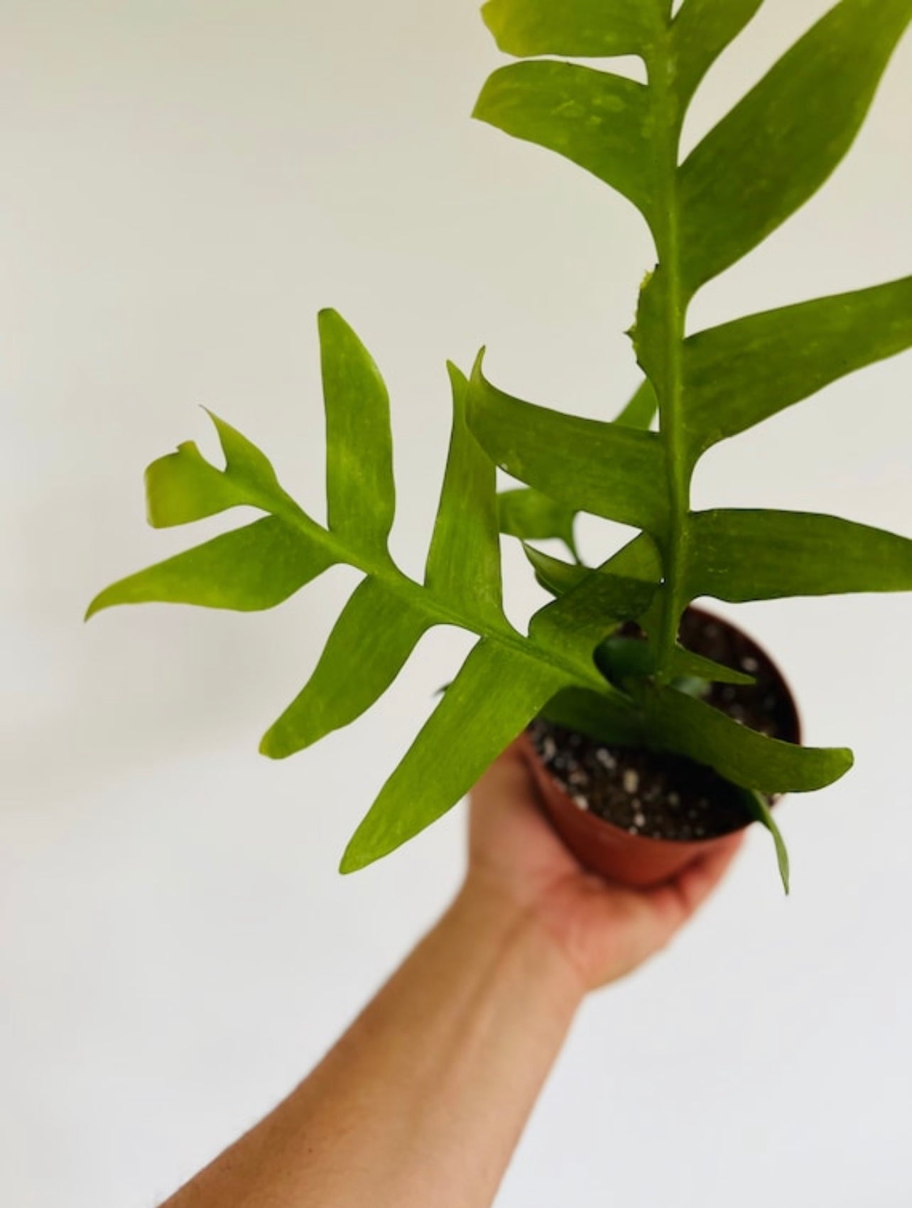 Shark's Tooth Cactus - Epiphyllum Chrysocardium - 4" Pot – Brumley & Bloom