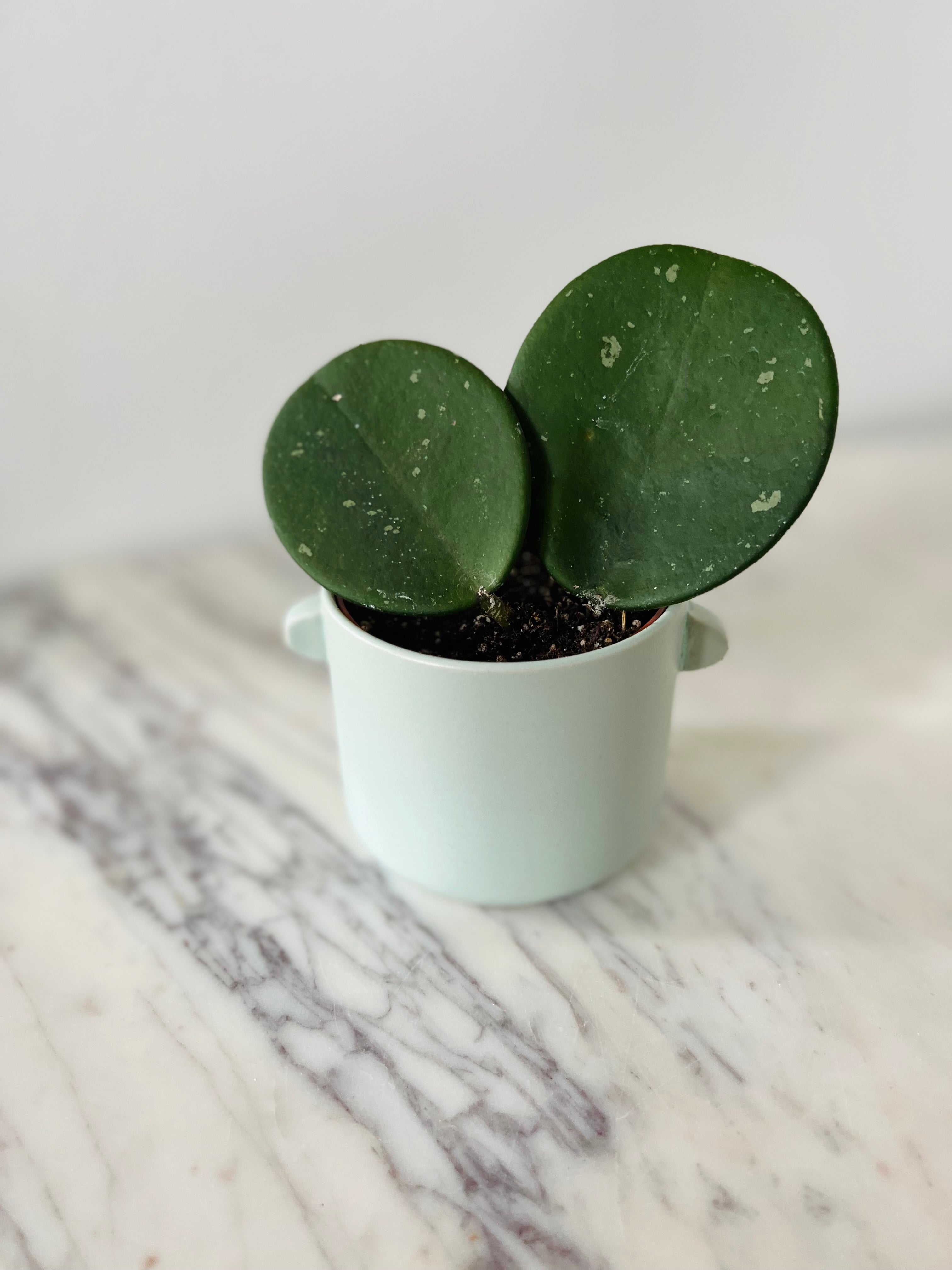 Sydney Pot in Mint - 3" Planter – Brumley & Bloom