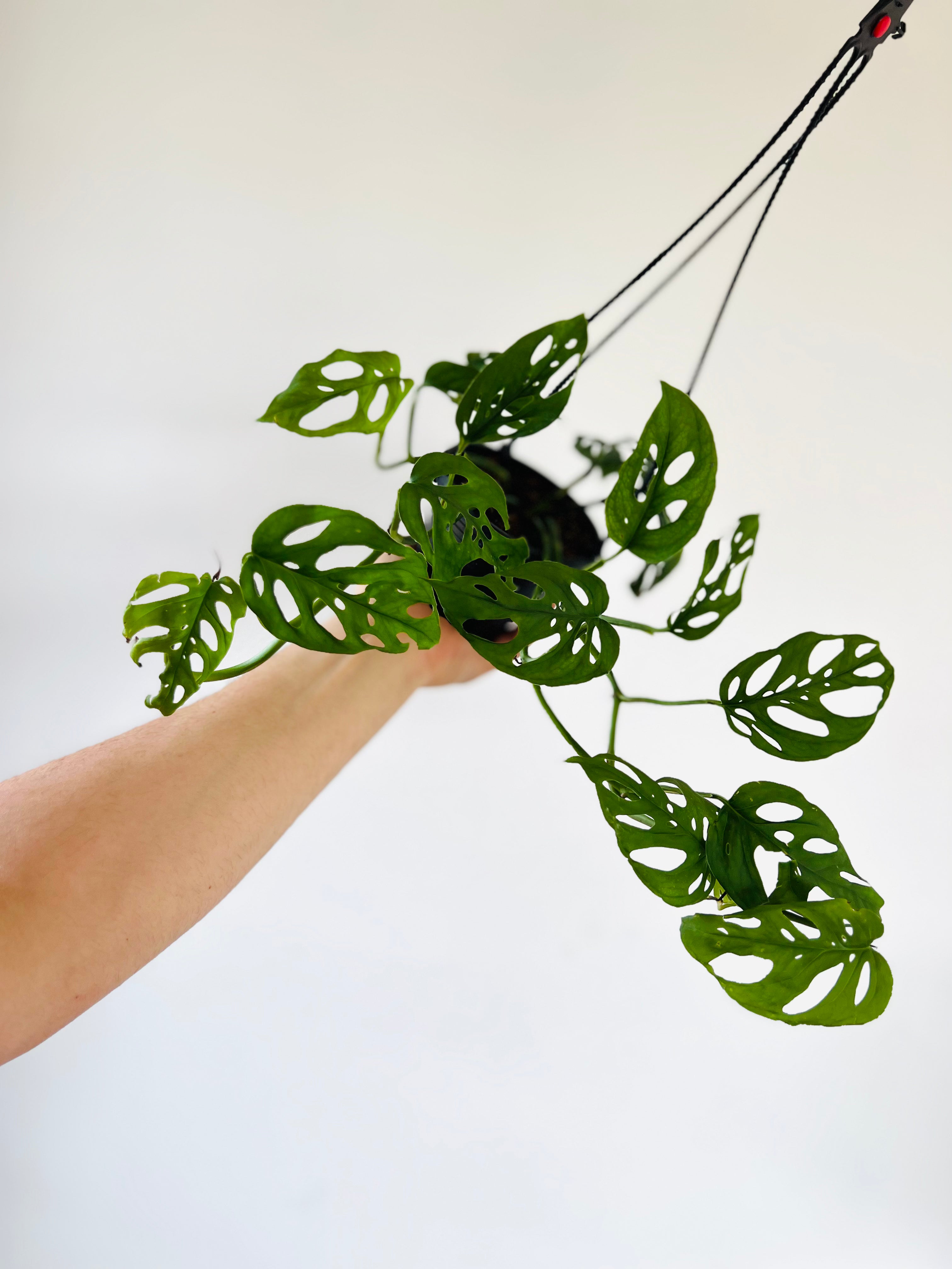 Monstera Adansonii sp. Laniata ‘Double Windows’ - Vining - Rare Aroid ...