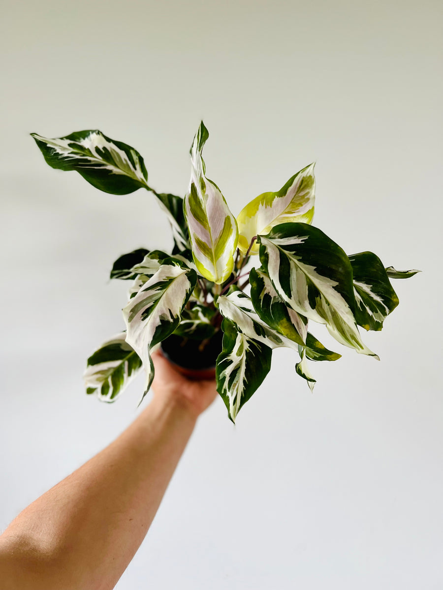 Calathea Stella - Brand New Cultivar - 4" Pot – Brumley & Bloom