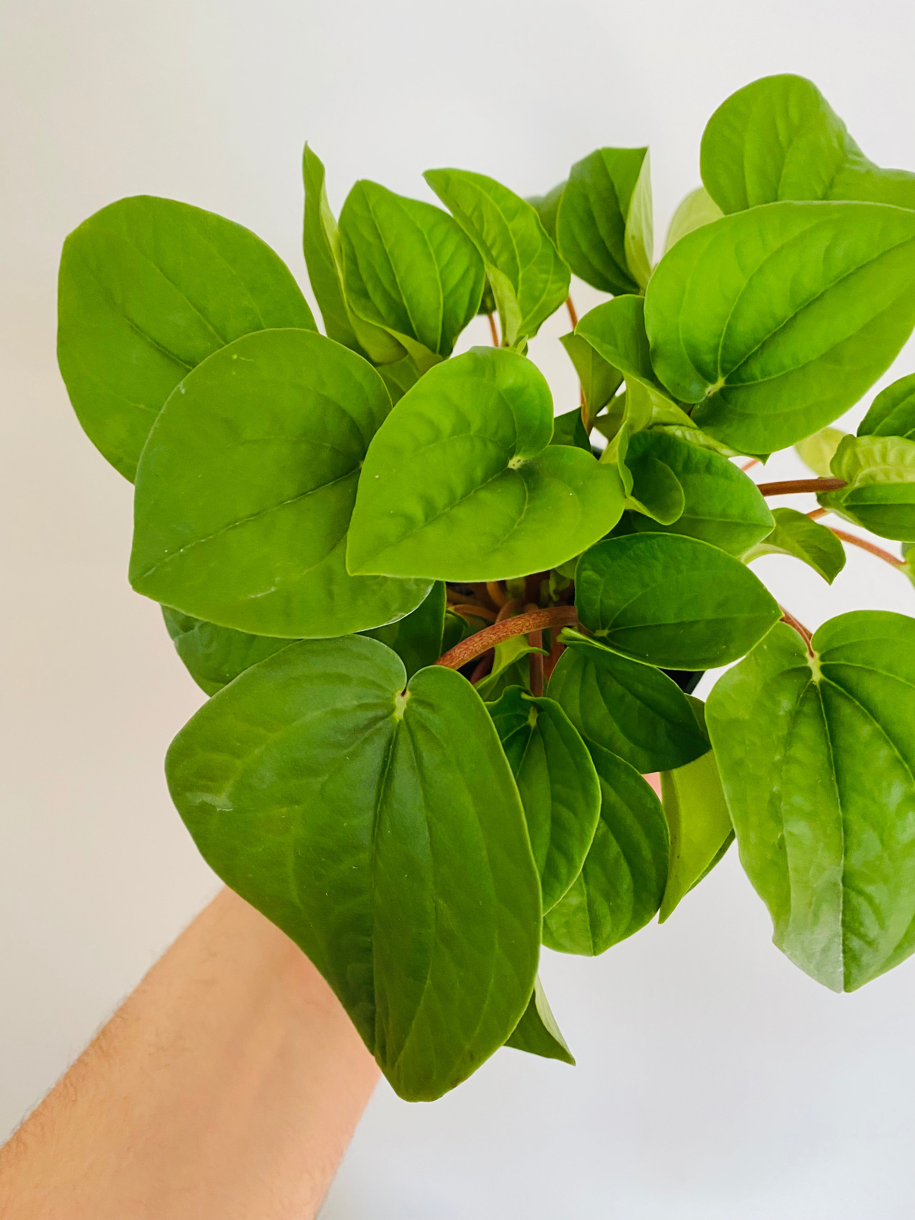 Peperomia Caperata 'Rana Verde' - 4" Pot – Brumley & Bloom