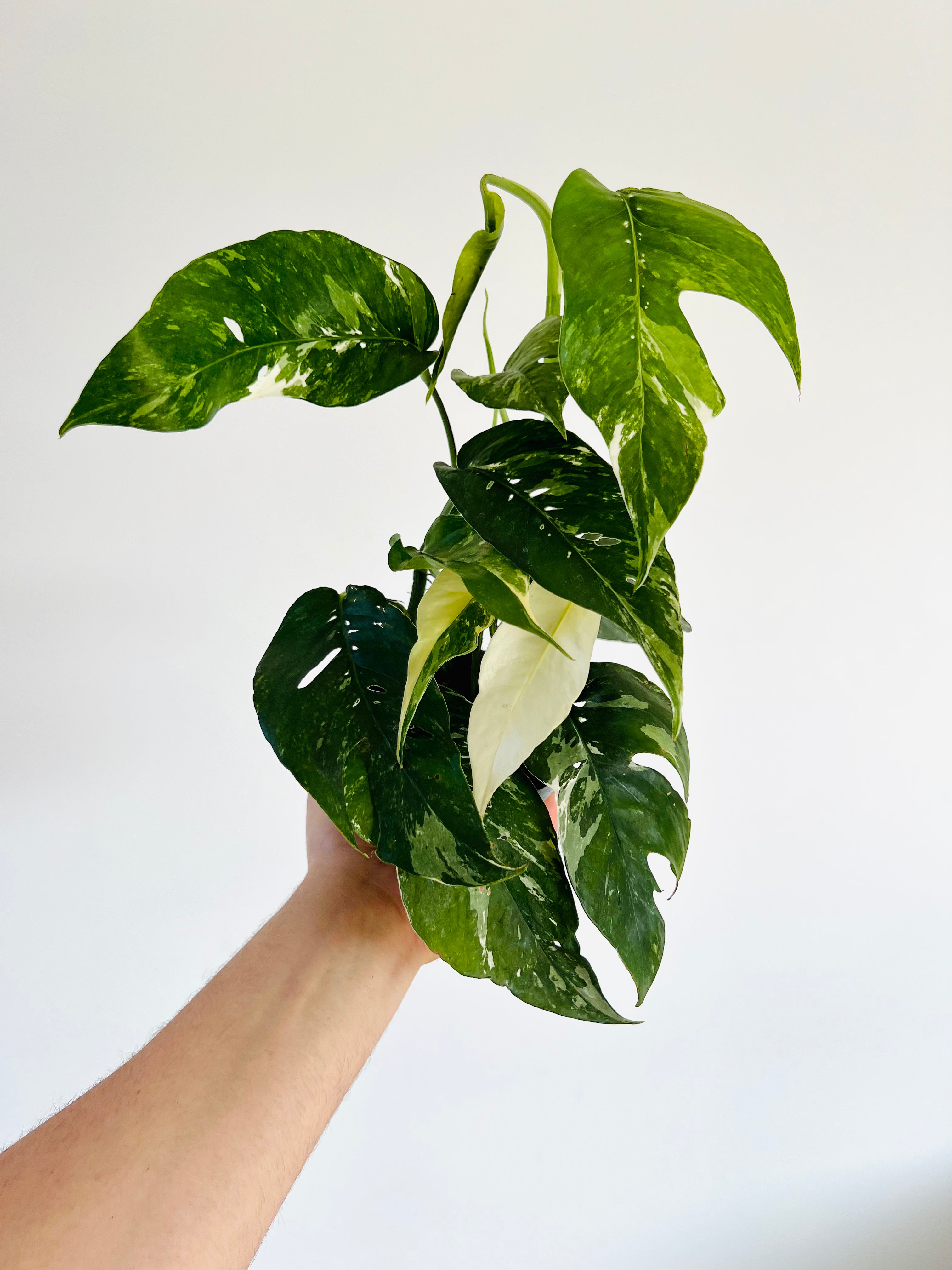 Epipremnum Pinnatum Albo - 4" Pot – Brumley & Bloom