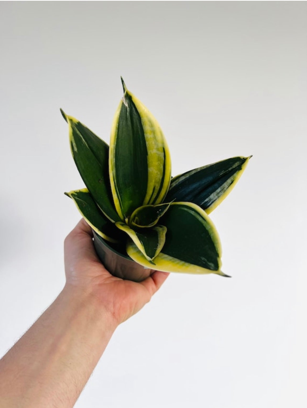 Sansevieria Jade Pagoda - 4" Pot – Brumley & Bloom