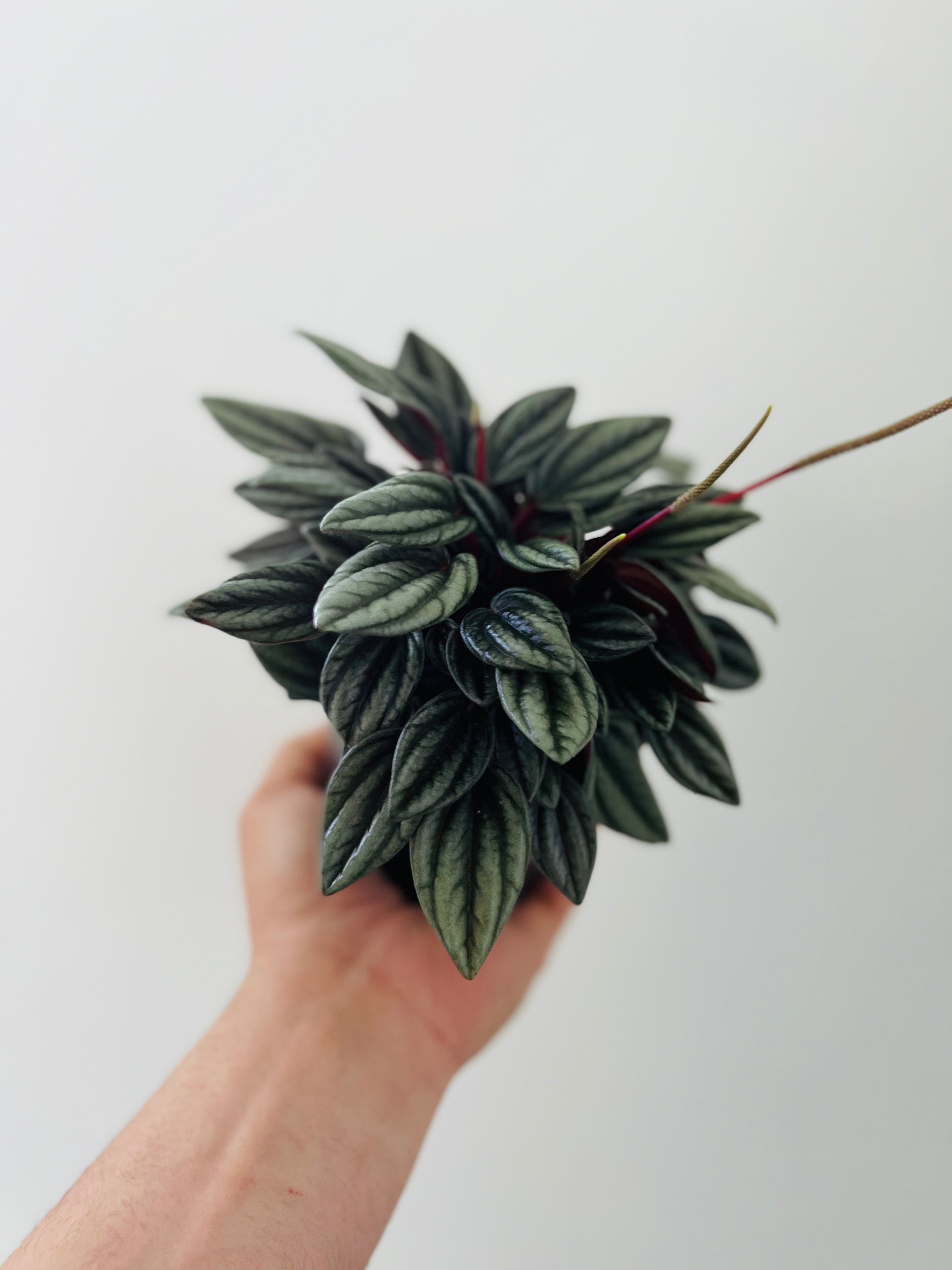 Peperomia Pearls - San Marino - 4" Pot – Brumley & Bloom