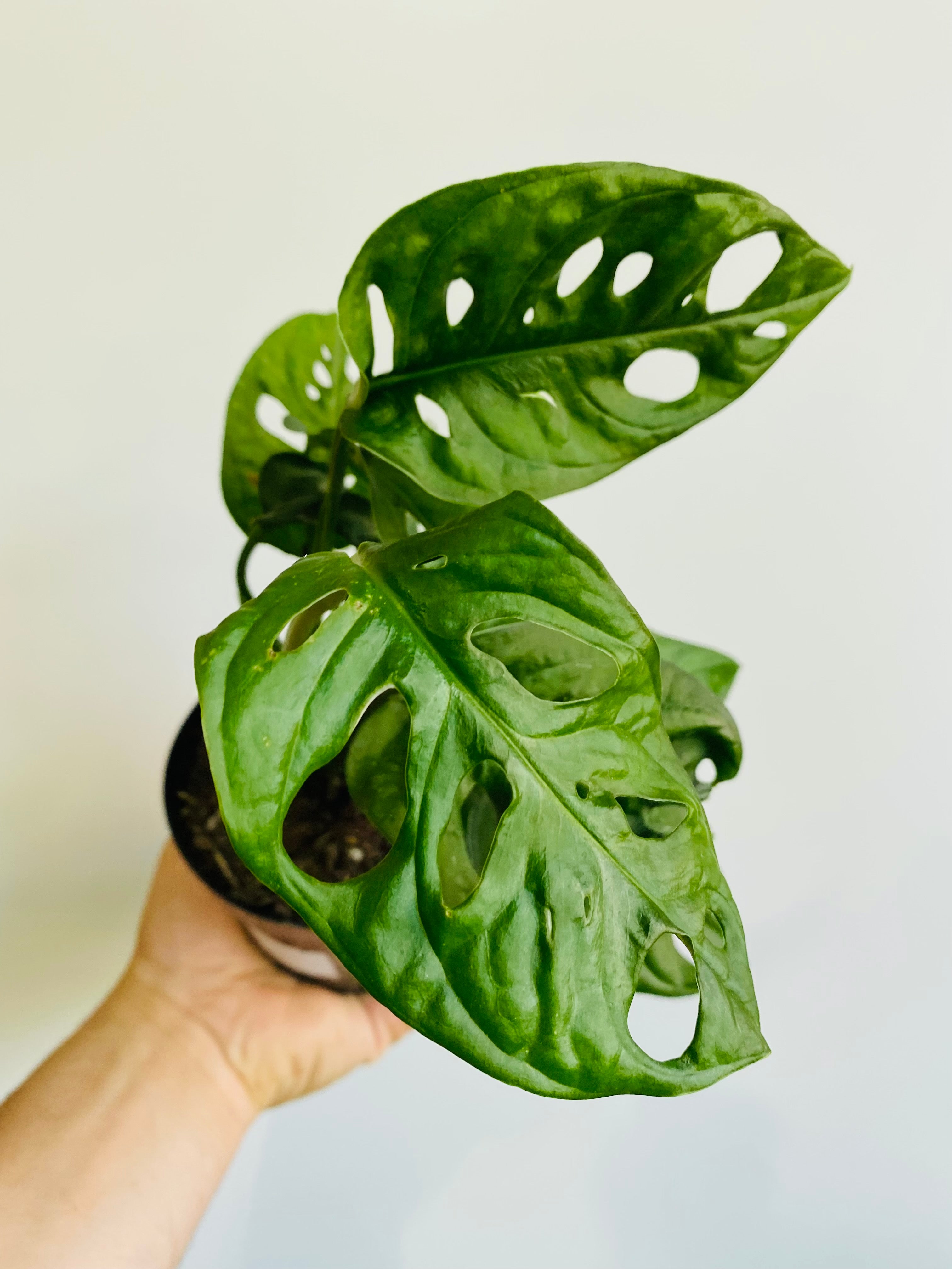 Monstera Adansonii 'Wide Form' - Swiss Cheese Plant - 4" Pot – Brumley ...