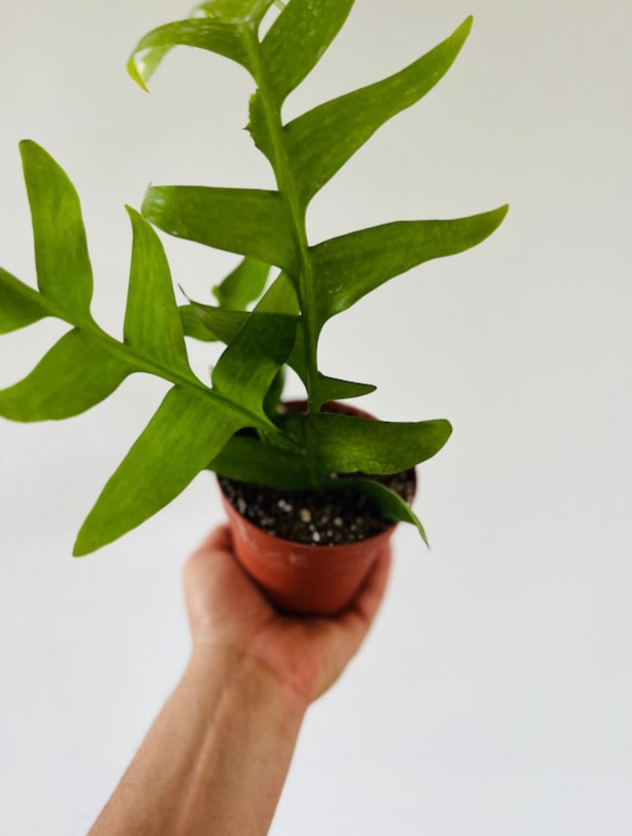 Shark's Tooth Cactus - Epiphyllum Chrysocardium - 4" Pot – Brumley & Bloom