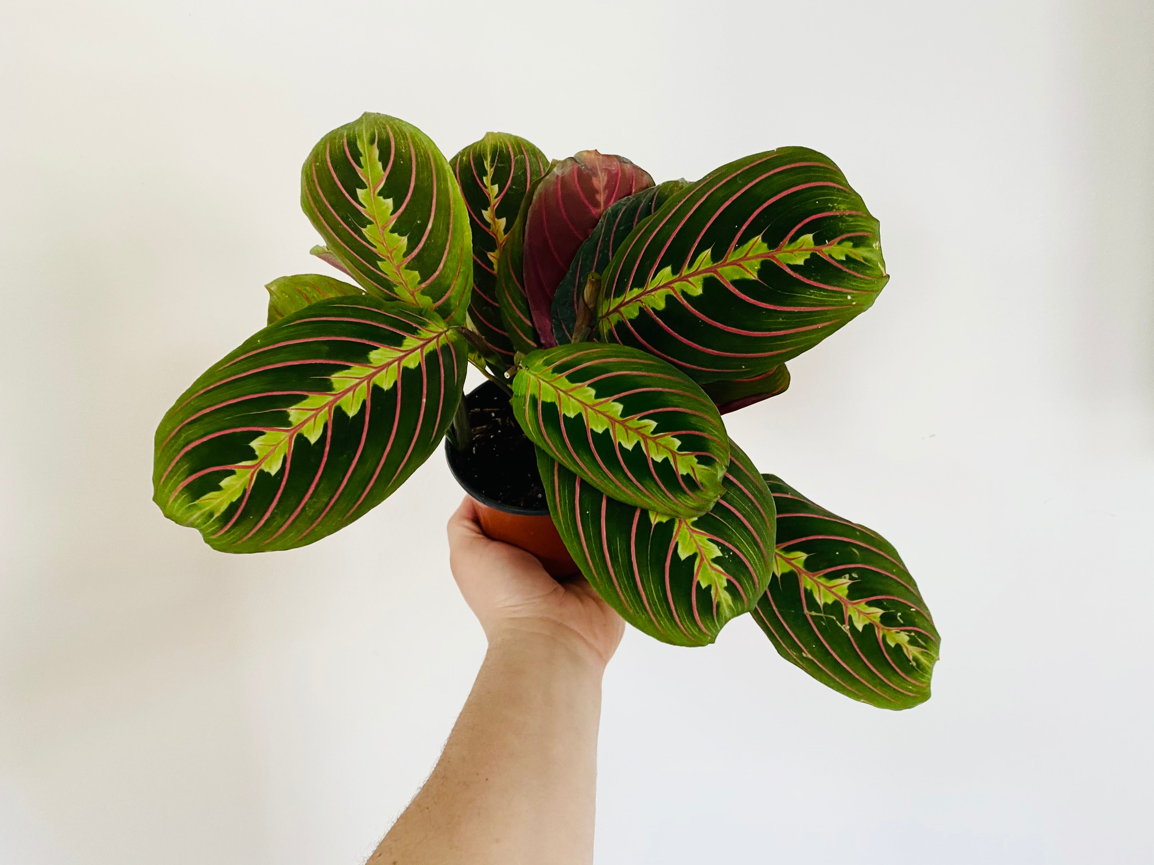 Maranta Leuconeura 'Red' - Red Prayer Plant - 4" Pot – Brumley & Bloom