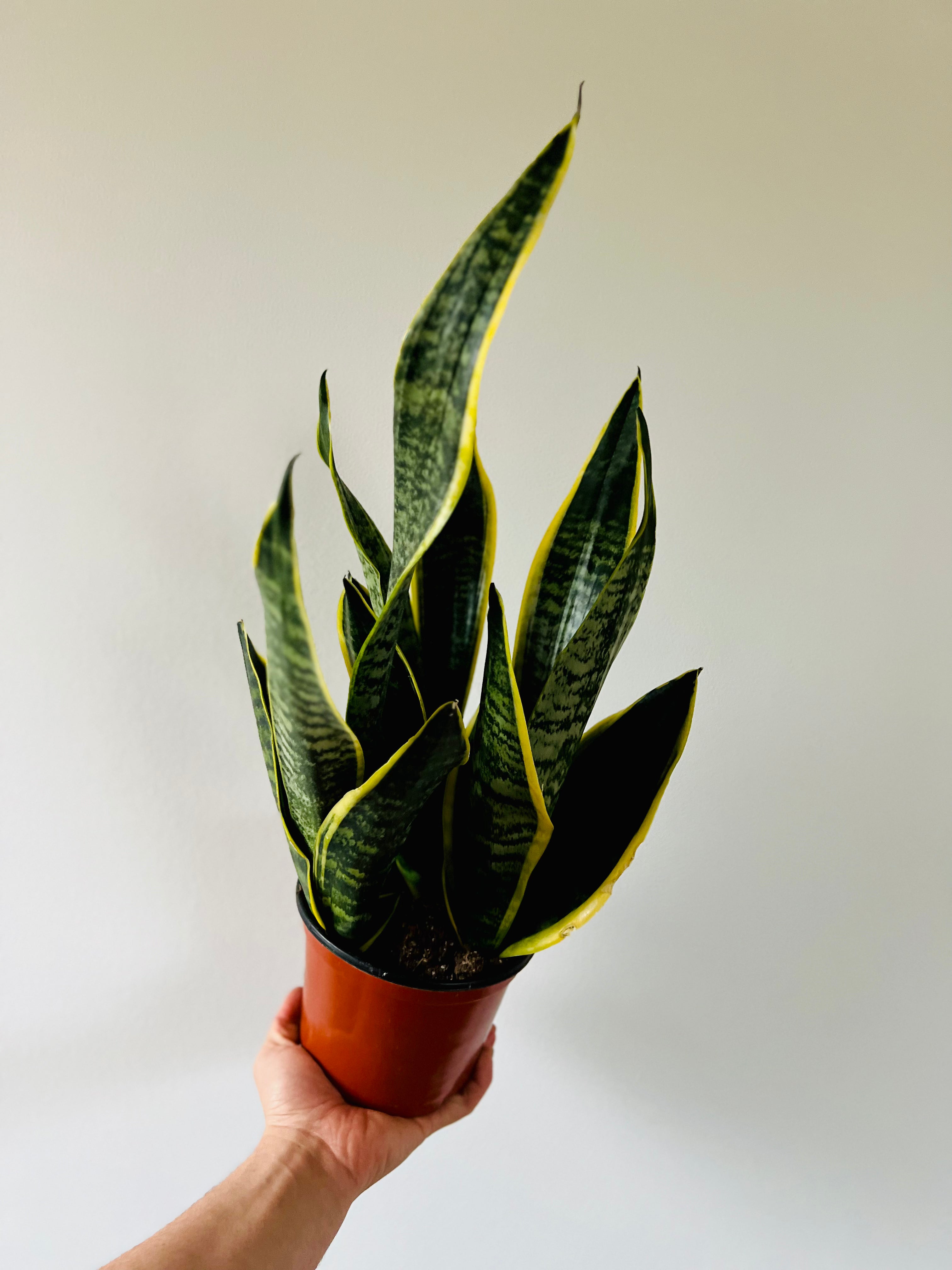 Sansevieria Superba - 6" Pot – Brumley & Bloom