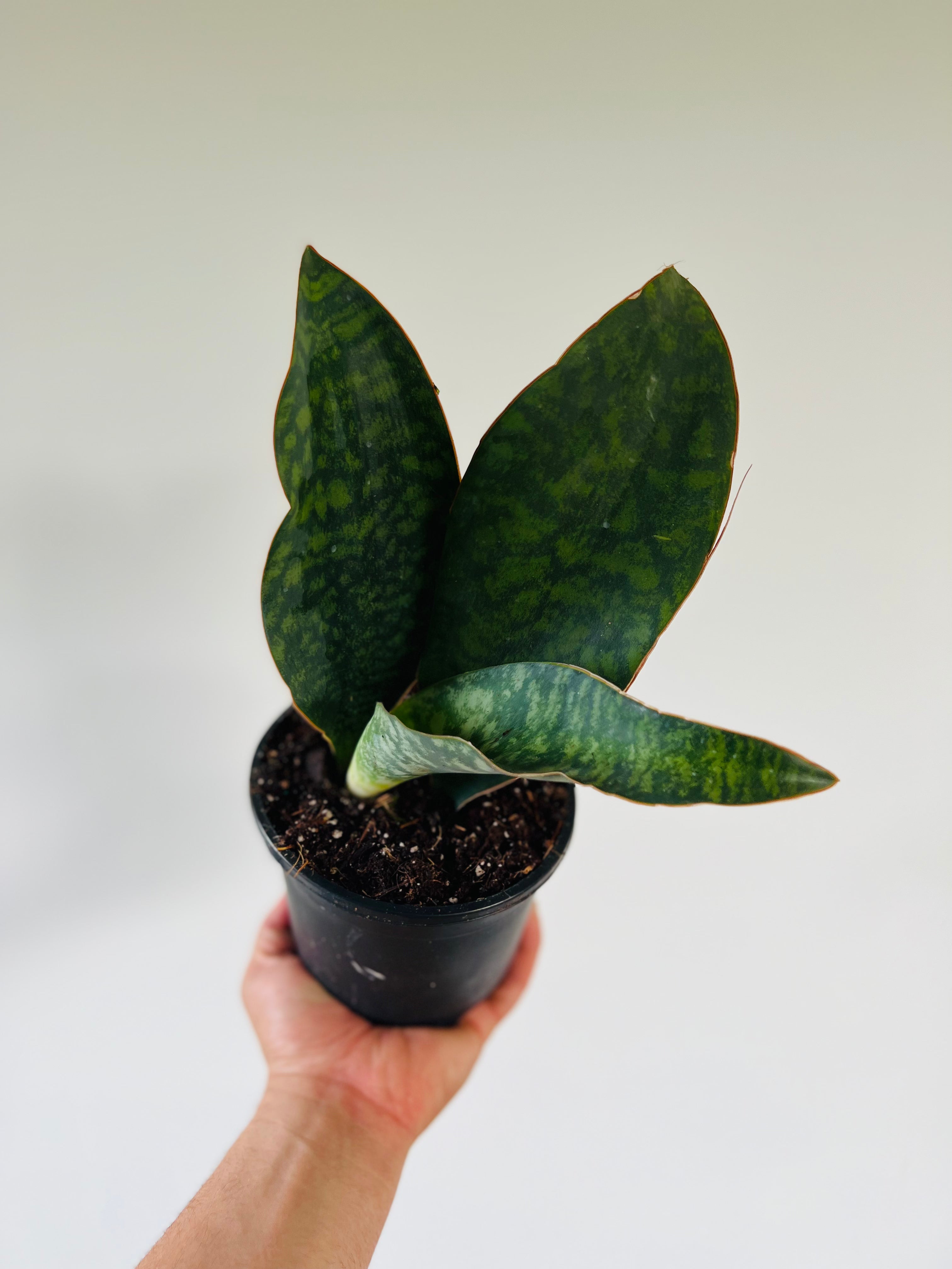 Mini Whale Fin - Sansevieria Masoniana - Multiple Pups - 5" Pot ...