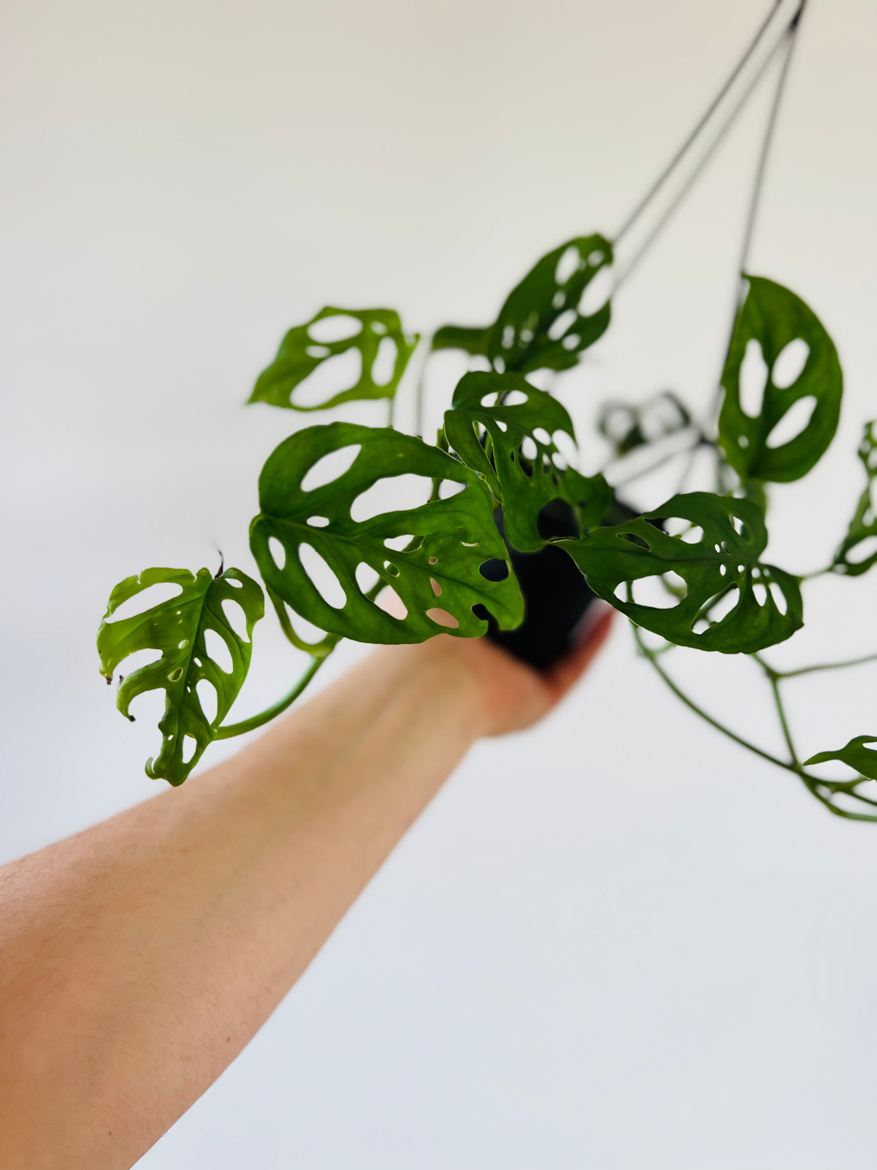 Monstera Adansonii sp. Laniata ‘Double Windows’ - Vining - Rare Aroid ...