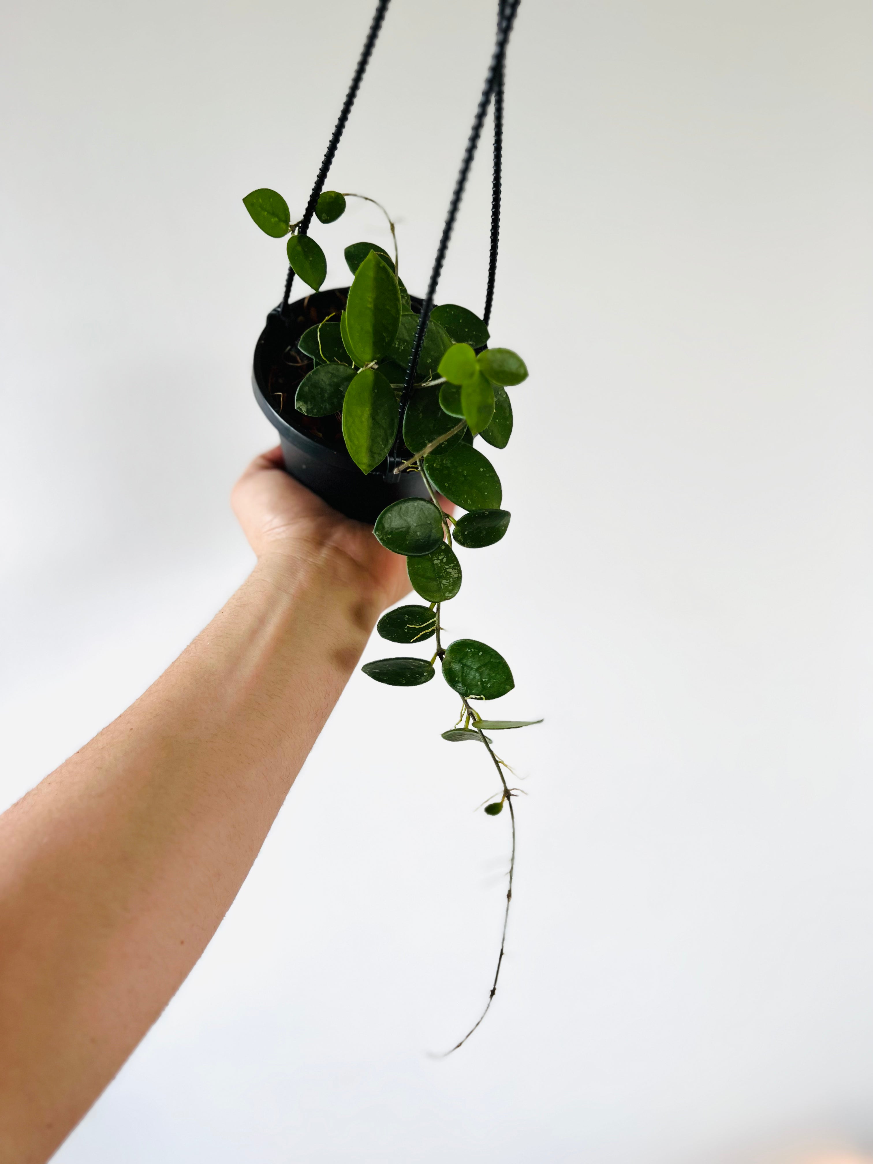 Hoya Mathilde - Full Heads - 4" Hanging Basket – Brumley & Bloom