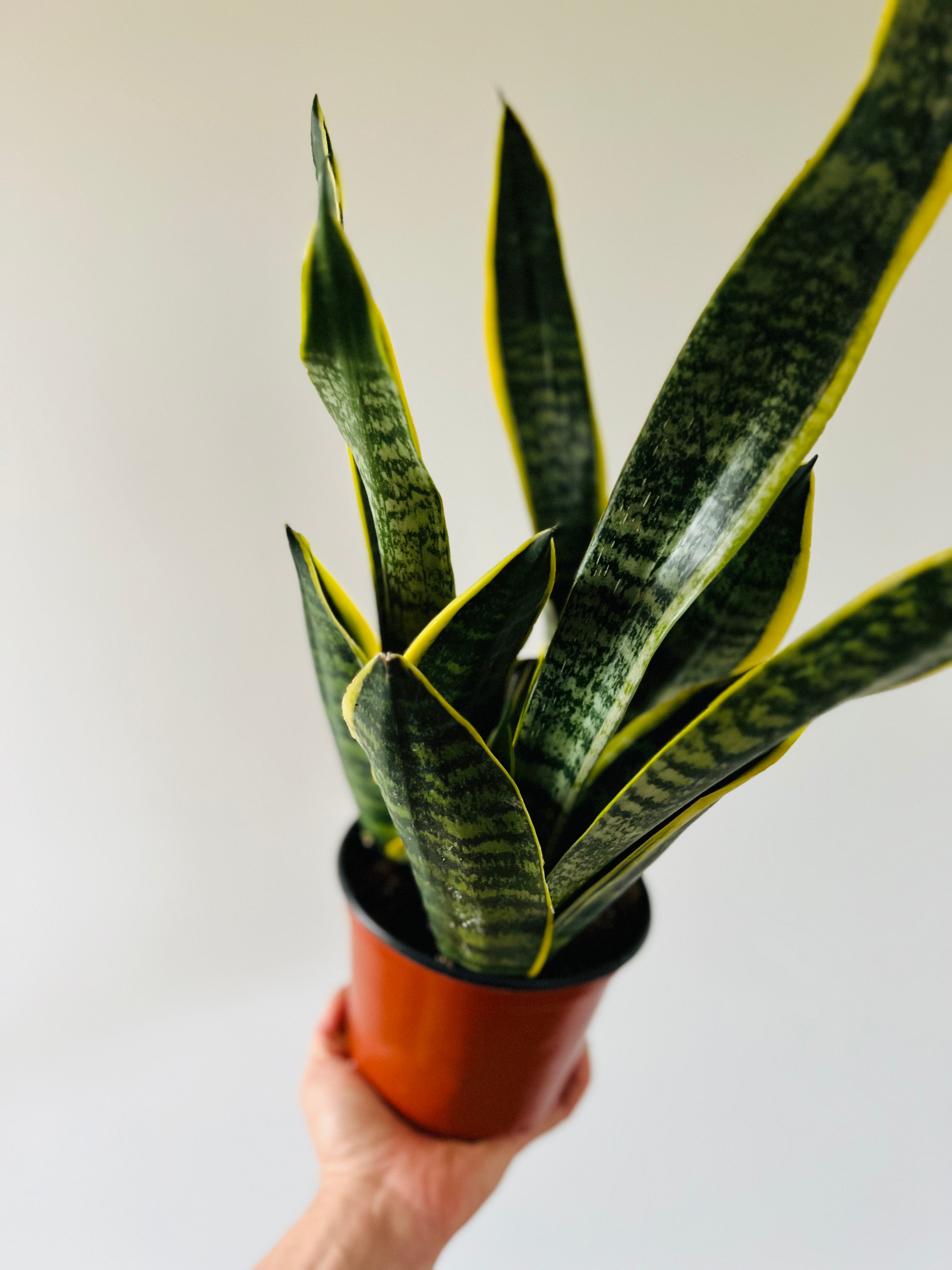 Sansevieria Superba - 6" Pot – Brumley & Bloom