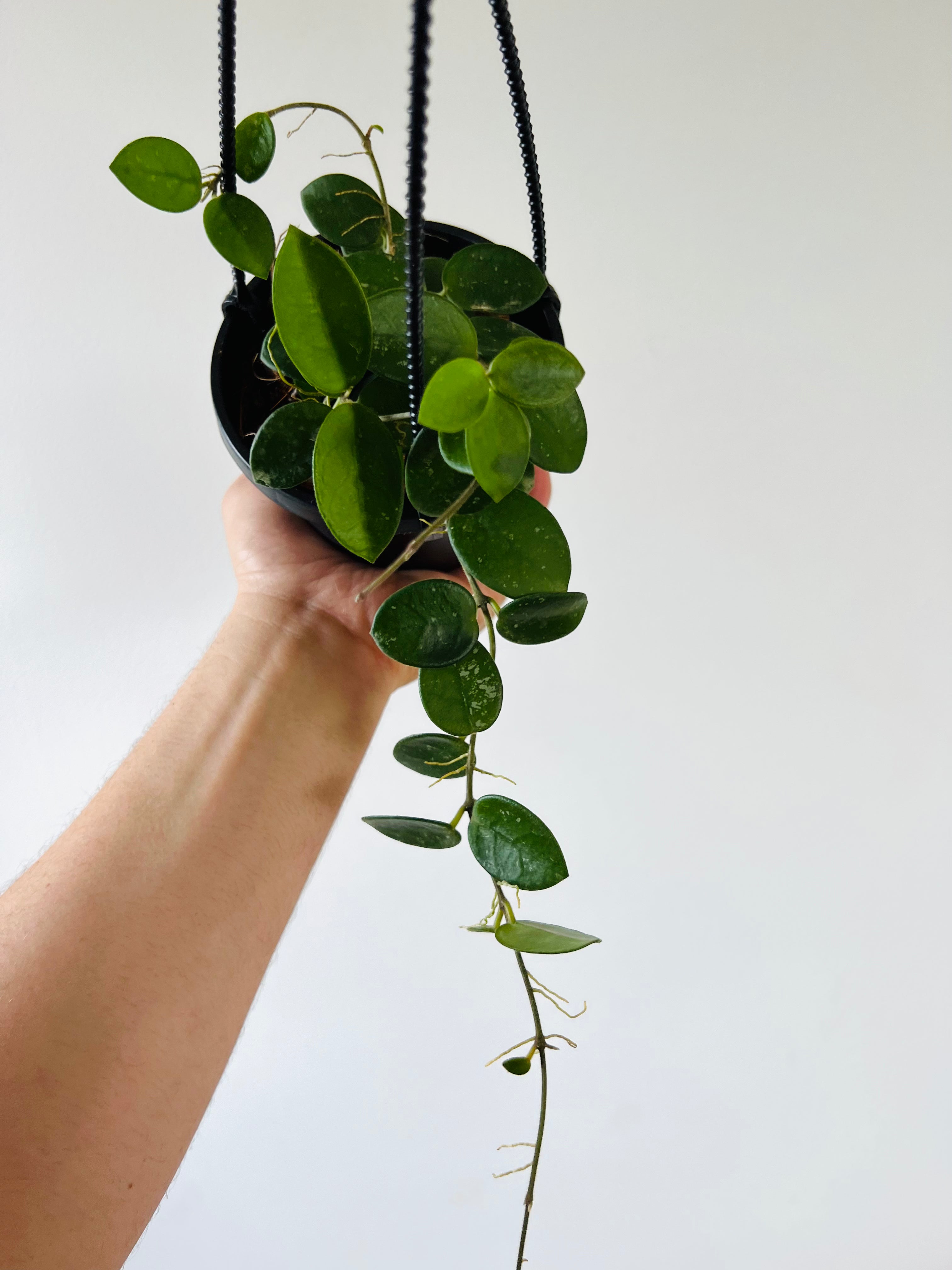 Hoya Mathilde - Full Heads - 4" Hanging Basket – Brumley & Bloom