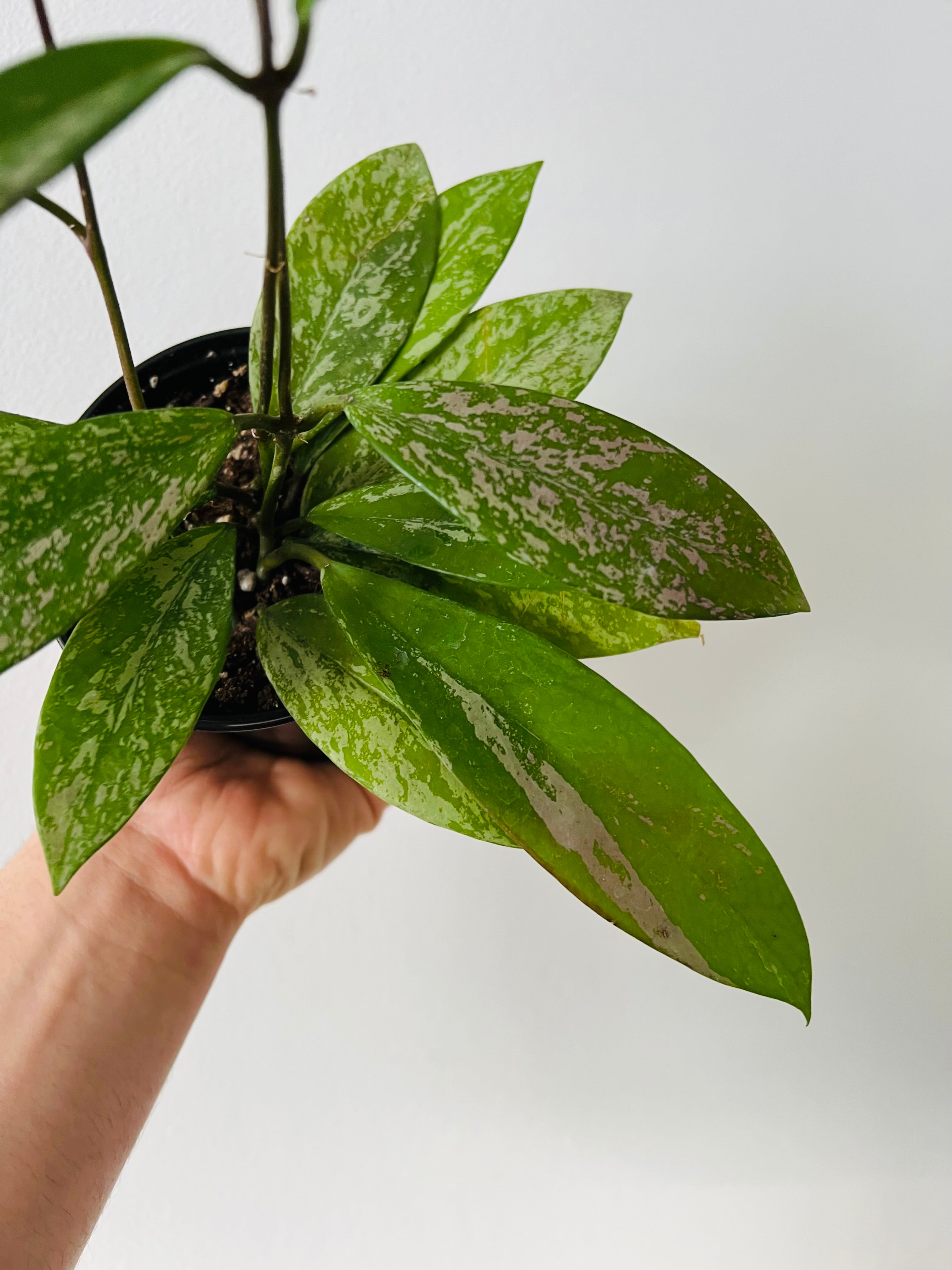 Hoya Pubicalyx ‘Splash’ - 4" Pot – Brumley & Bloom