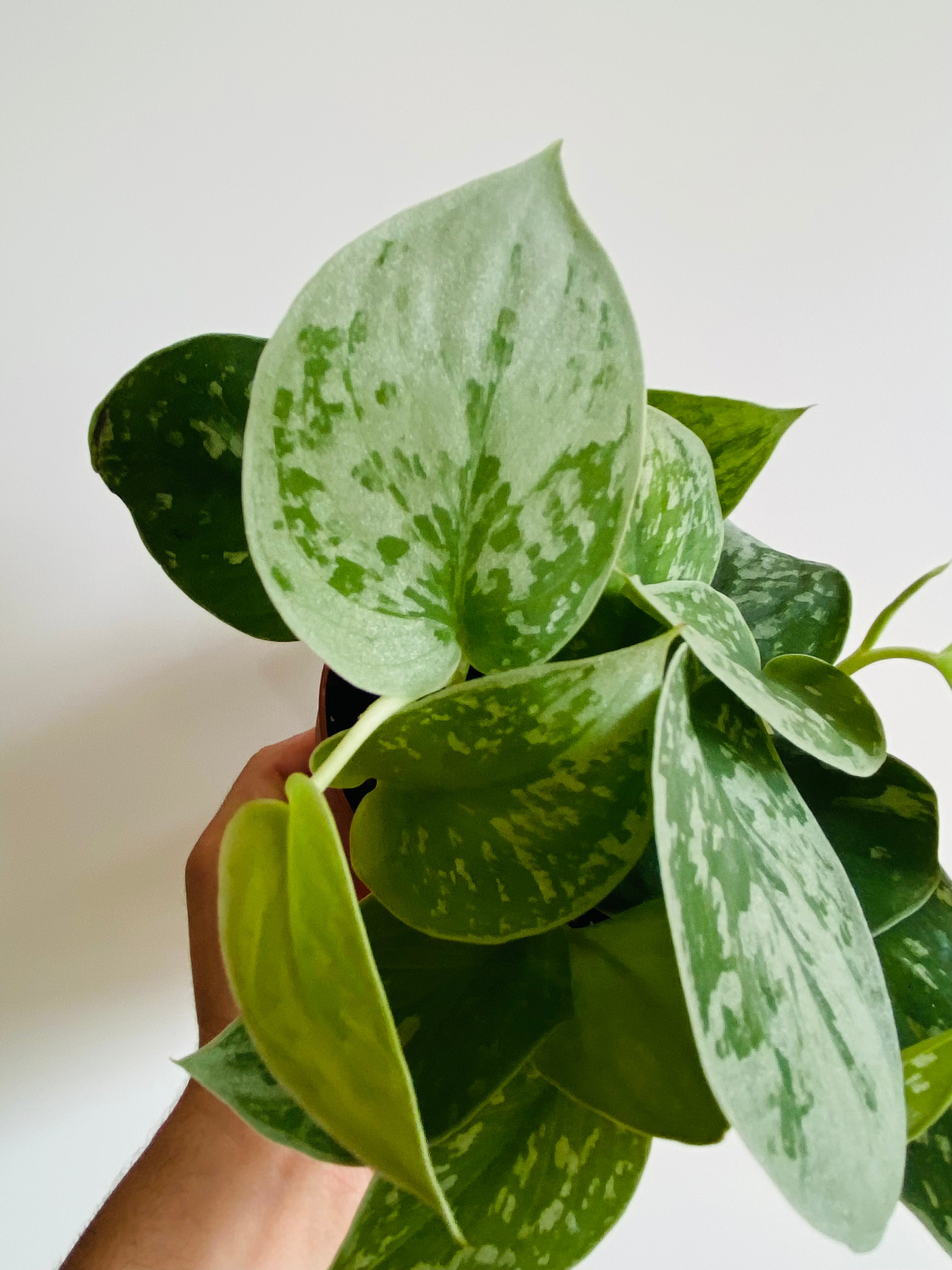 Scindapsus Silver Anne - 4" Pot – Brumley & Bloom