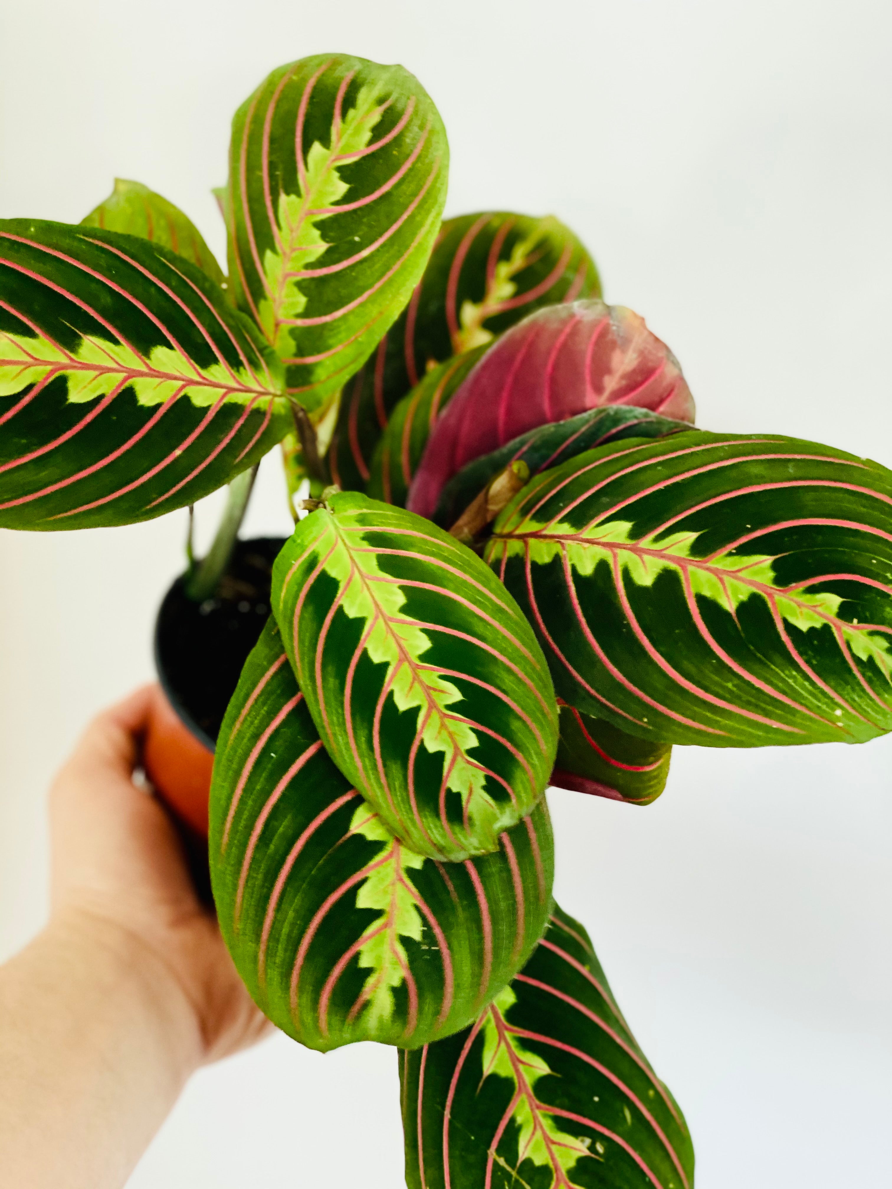 Maranta Leuconeura 'Red' - Red Prayer Plant - 4" Pot – Brumley & Bloom