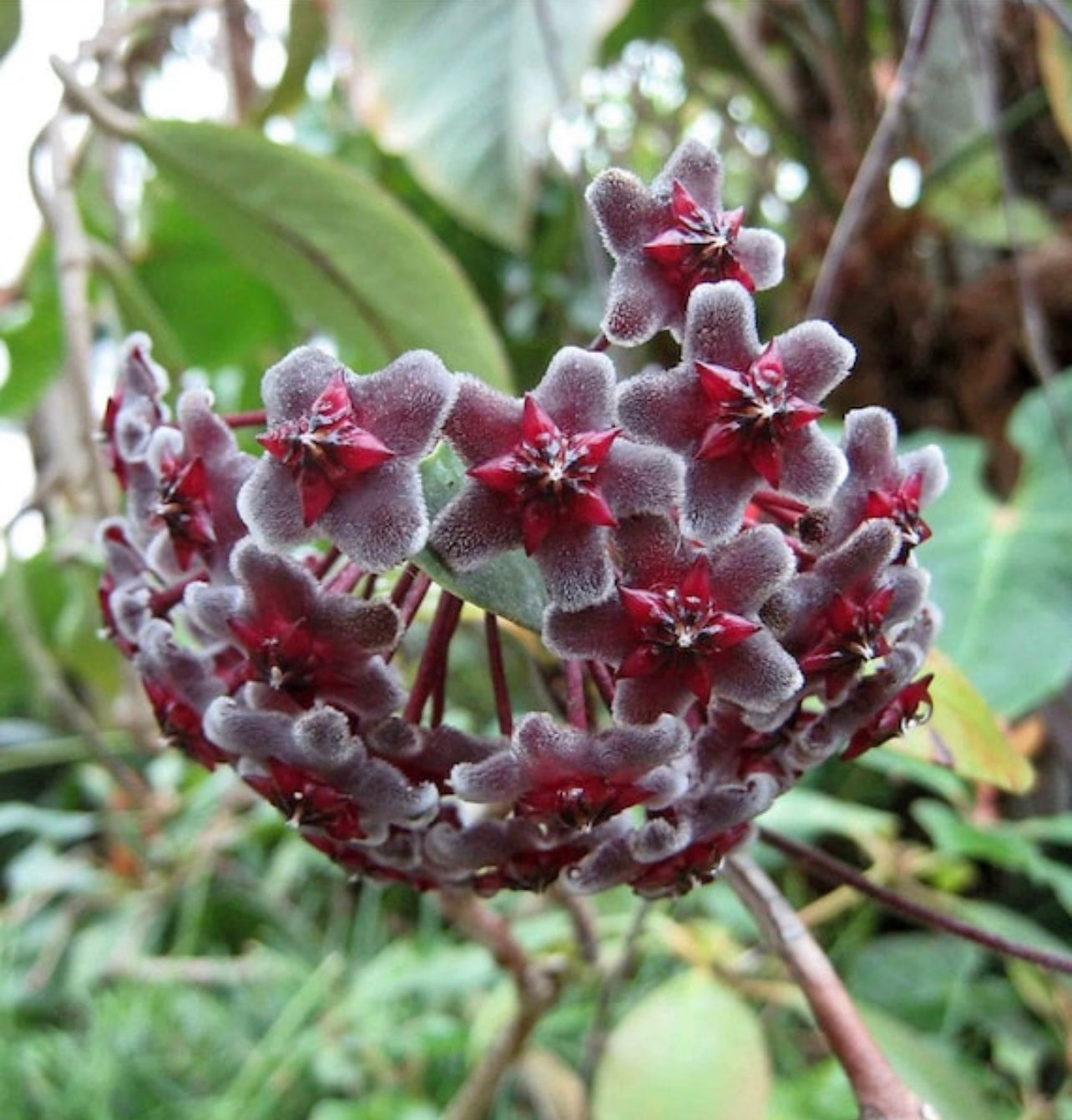 Hoya Pubicalyx Red Buttons - 6" Hanging Basket – Brumley & Bloom