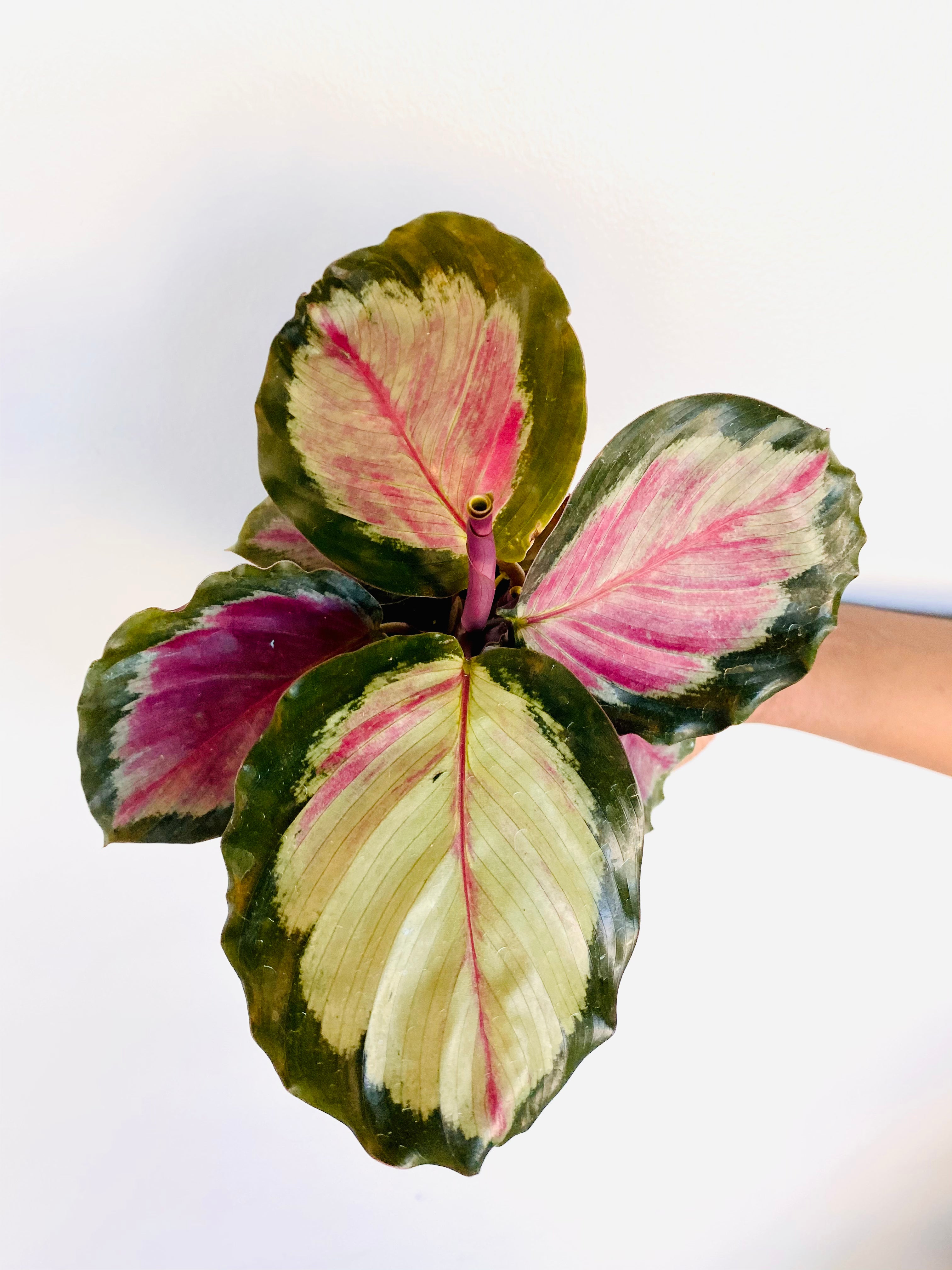 Calathea 'Rosey' - 4" Pot – Brumley & Bloom
