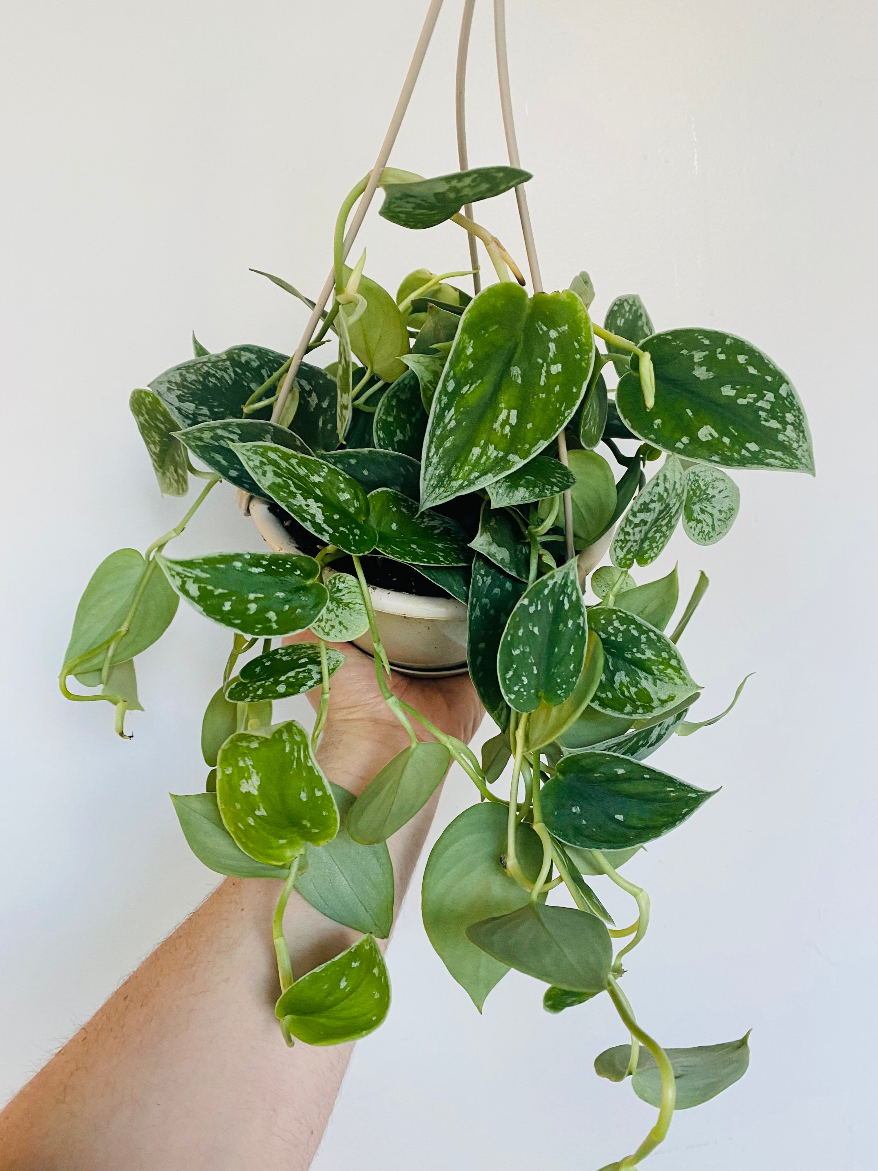 Scindapsus Silver Anne - 6" Hanging Basket – Brumley & Bloom