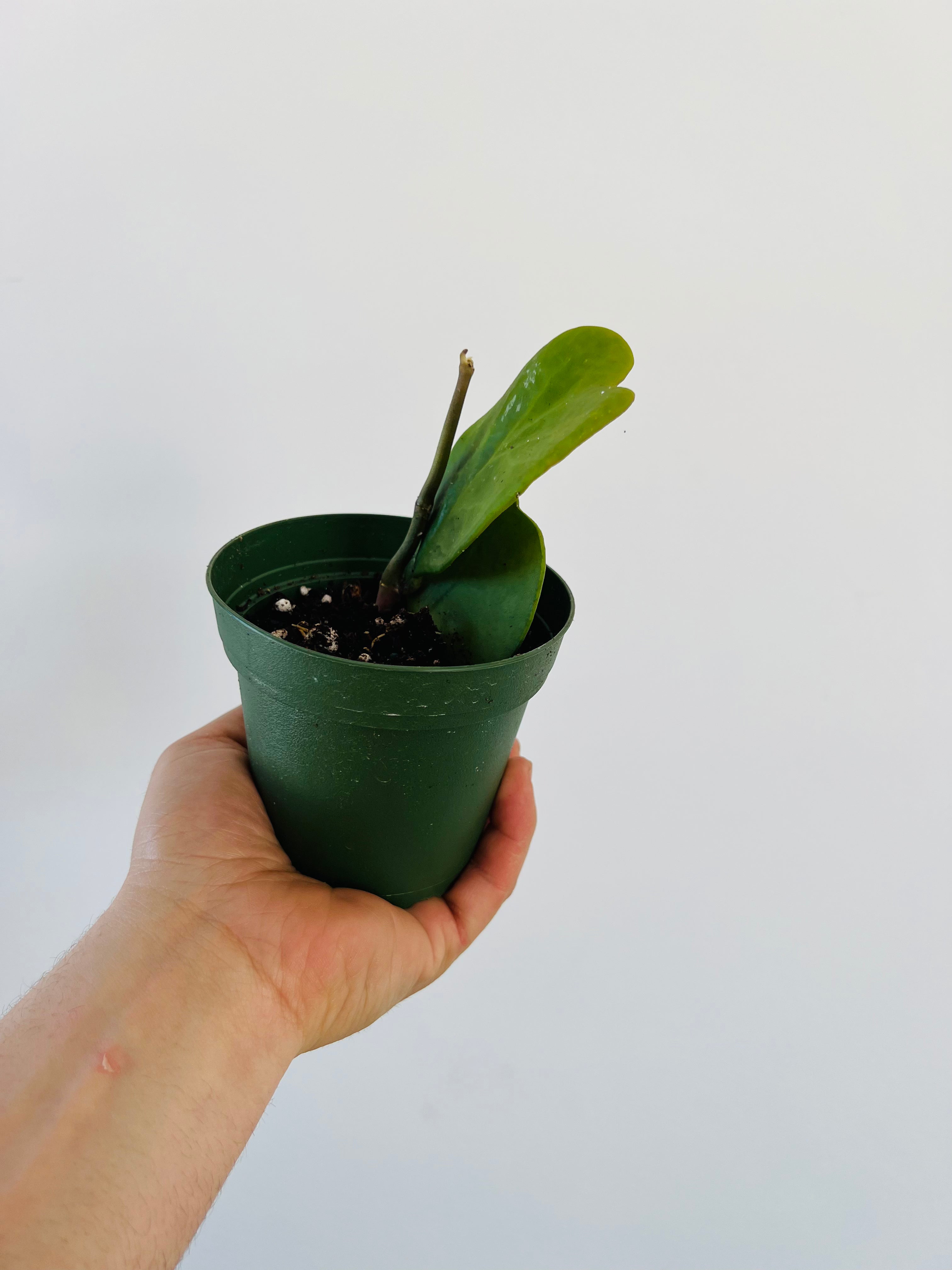 Hoya Kerrii Vining - 4" Pot – Brumley & Bloom