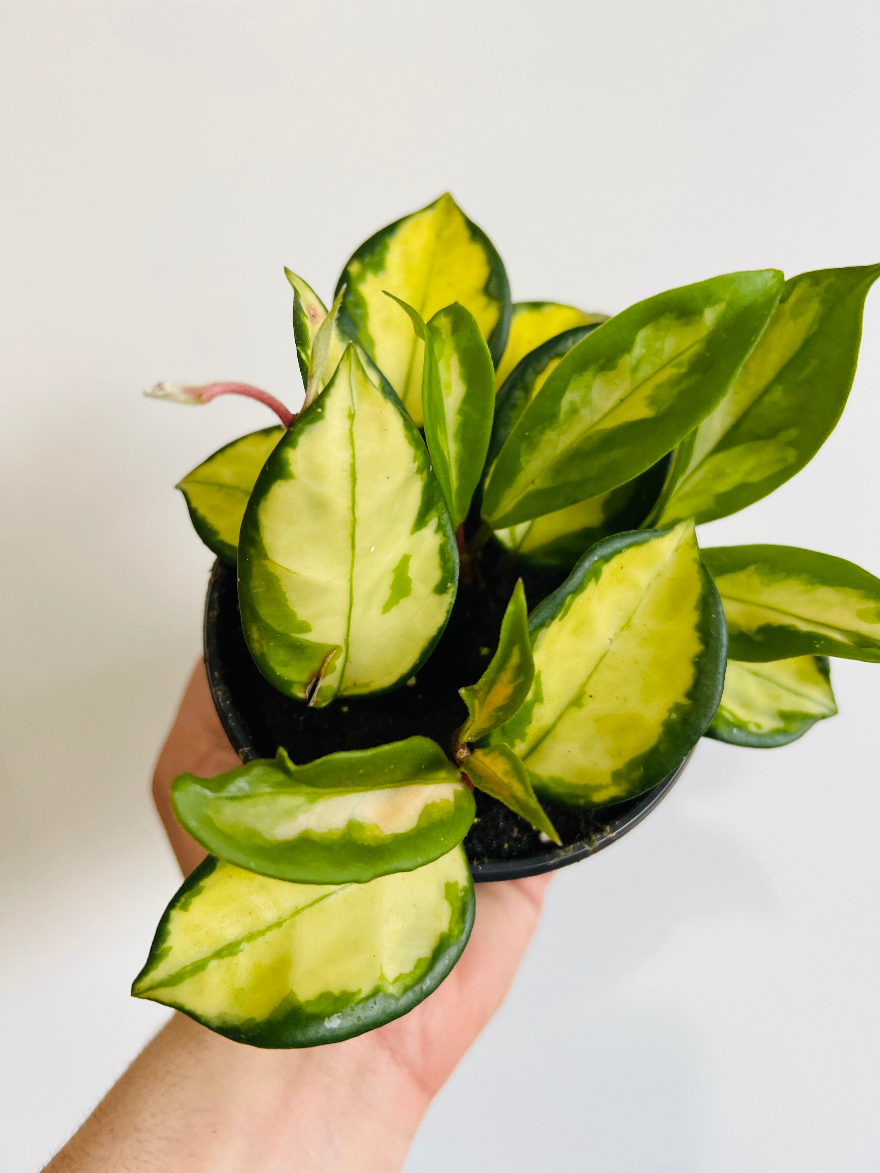 Hoya Carnosa 'Rubra' - 4" Pot – Brumley & Bloom