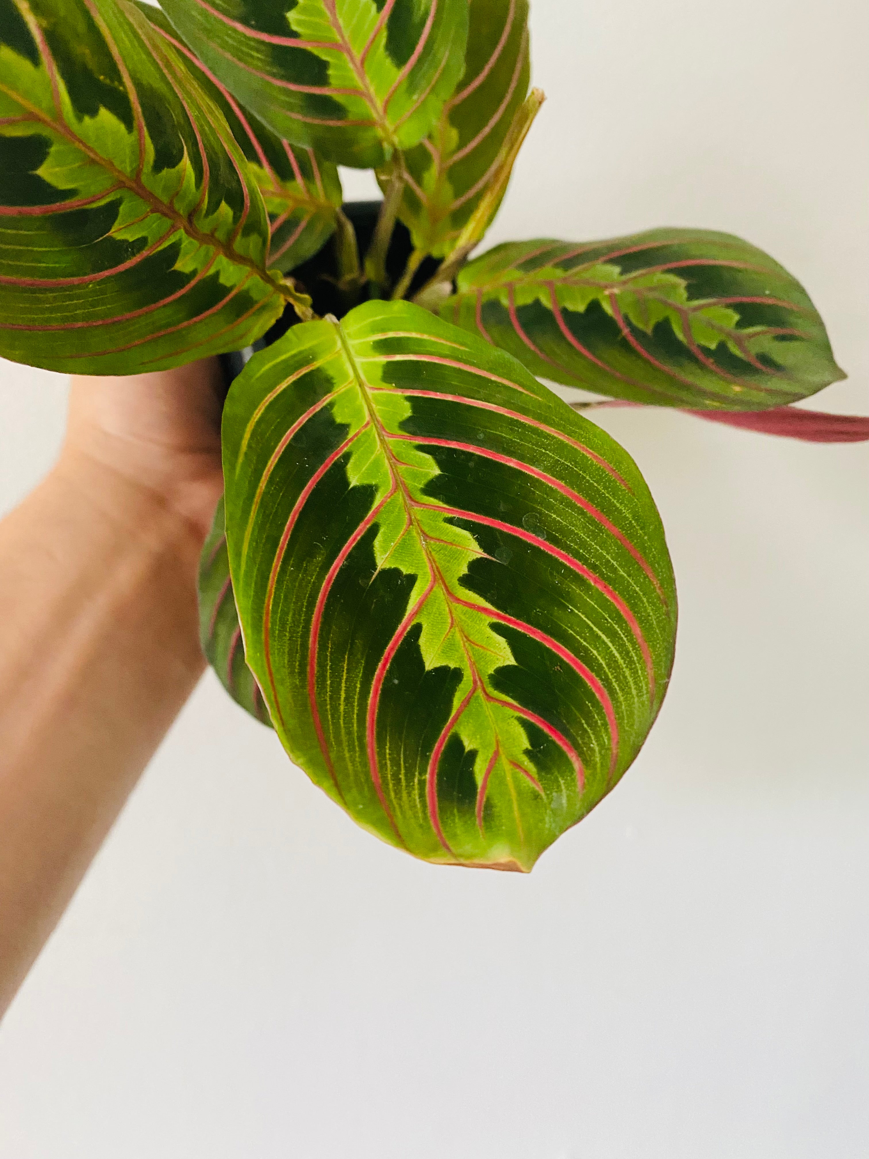 Maranta Leuconeura 'Red' - Red Prayer Plant - 3" Pot – Brumley & Bloom