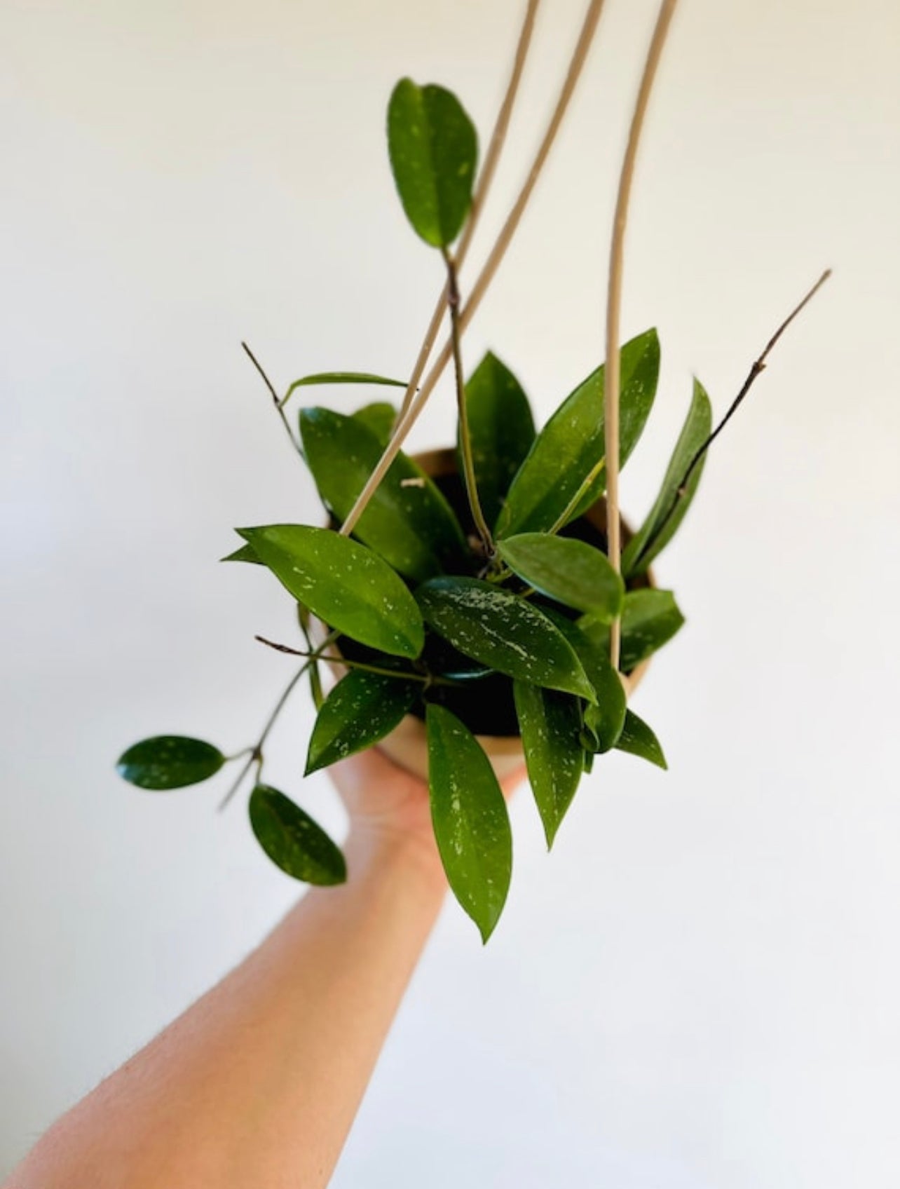 Hoya Pubicalyx Red Buttons - 6" Hanging Basket – Brumley & Bloom