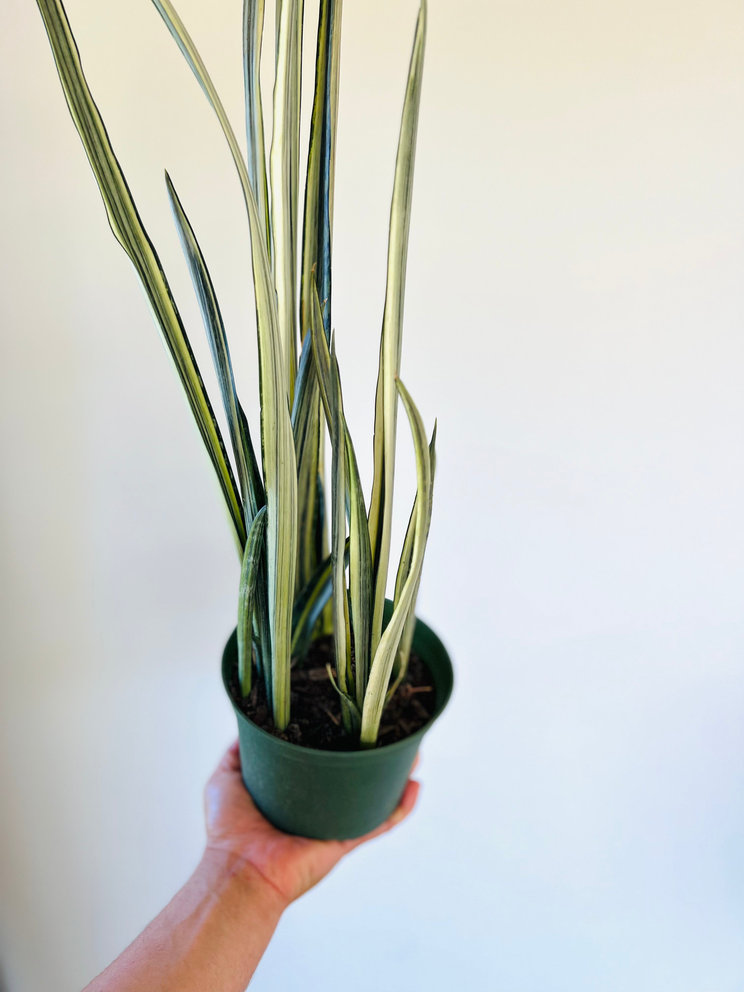 Sansevieria Bantel's Sensation - High Variegation - 6" Pot – Brumley ...