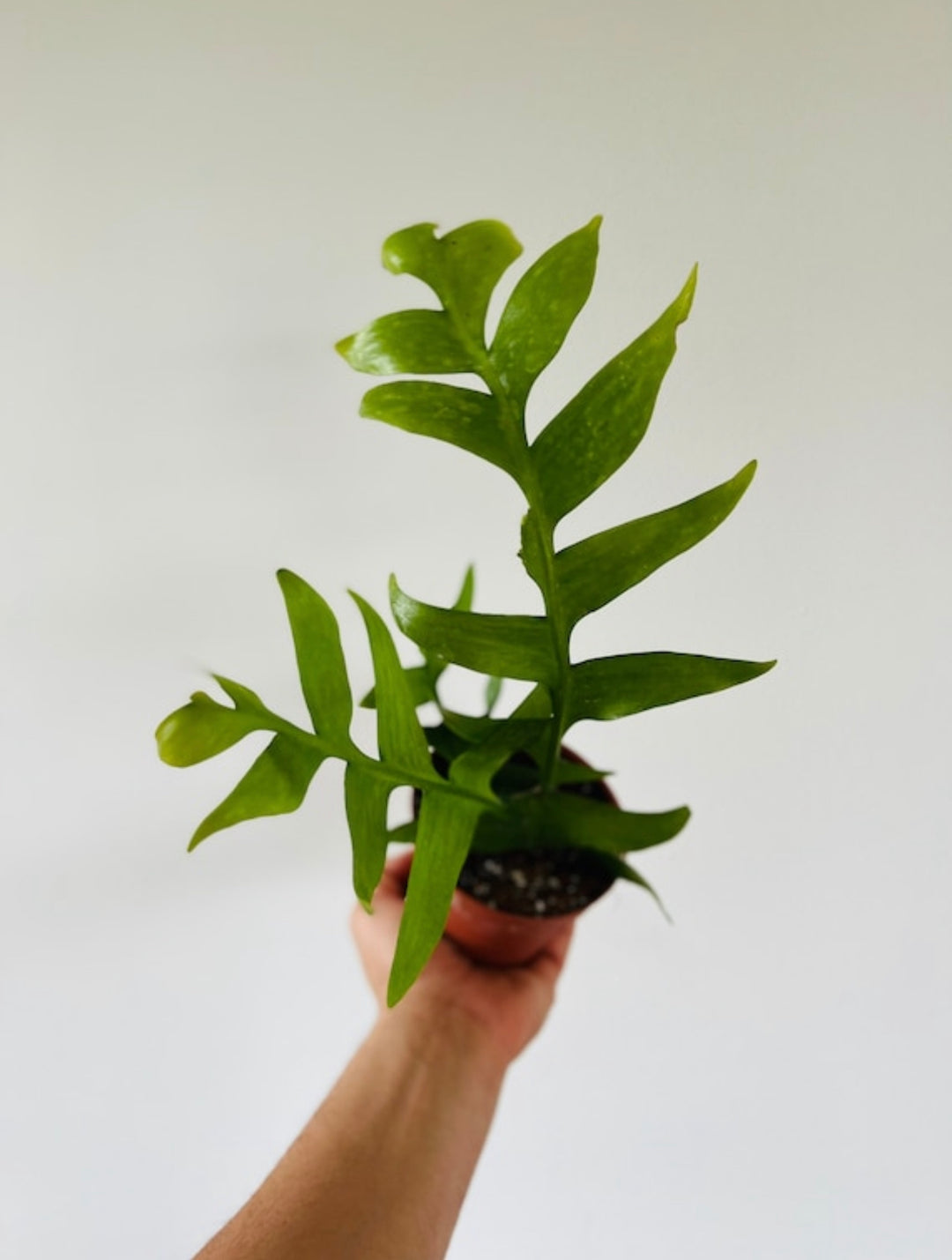 Shark's Tooth Cactus - Epiphyllum Chrysocardium - 4" Pot – Brumley & Bloom