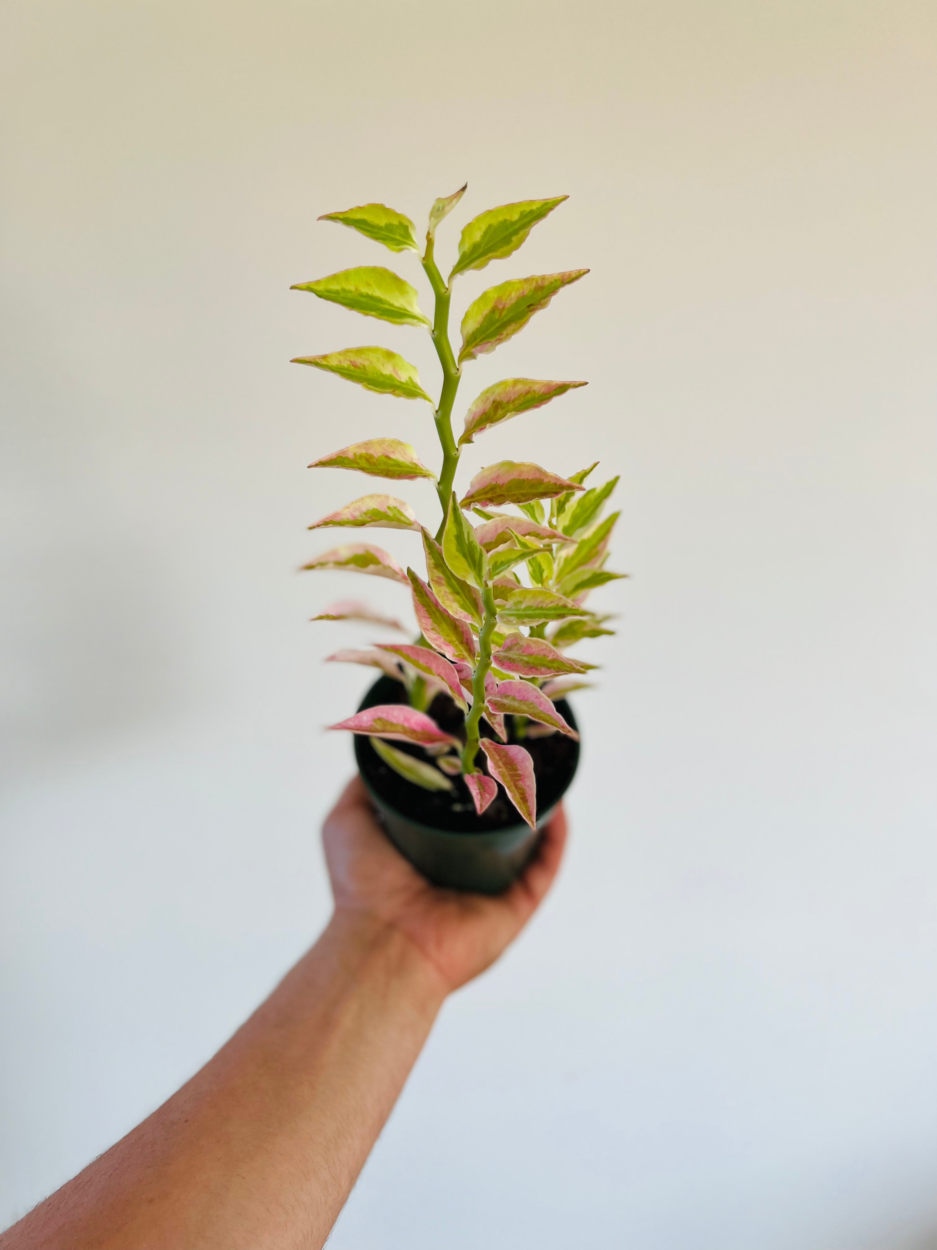 Euphorbia Pedilanthus 'Variegated' - Devil's Backbone - 4" Pot ...